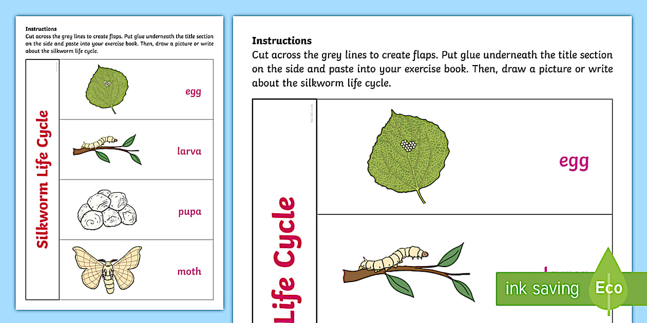 QLD Silkworm Life Cycle Flapbook (teacher made) - Twinkl