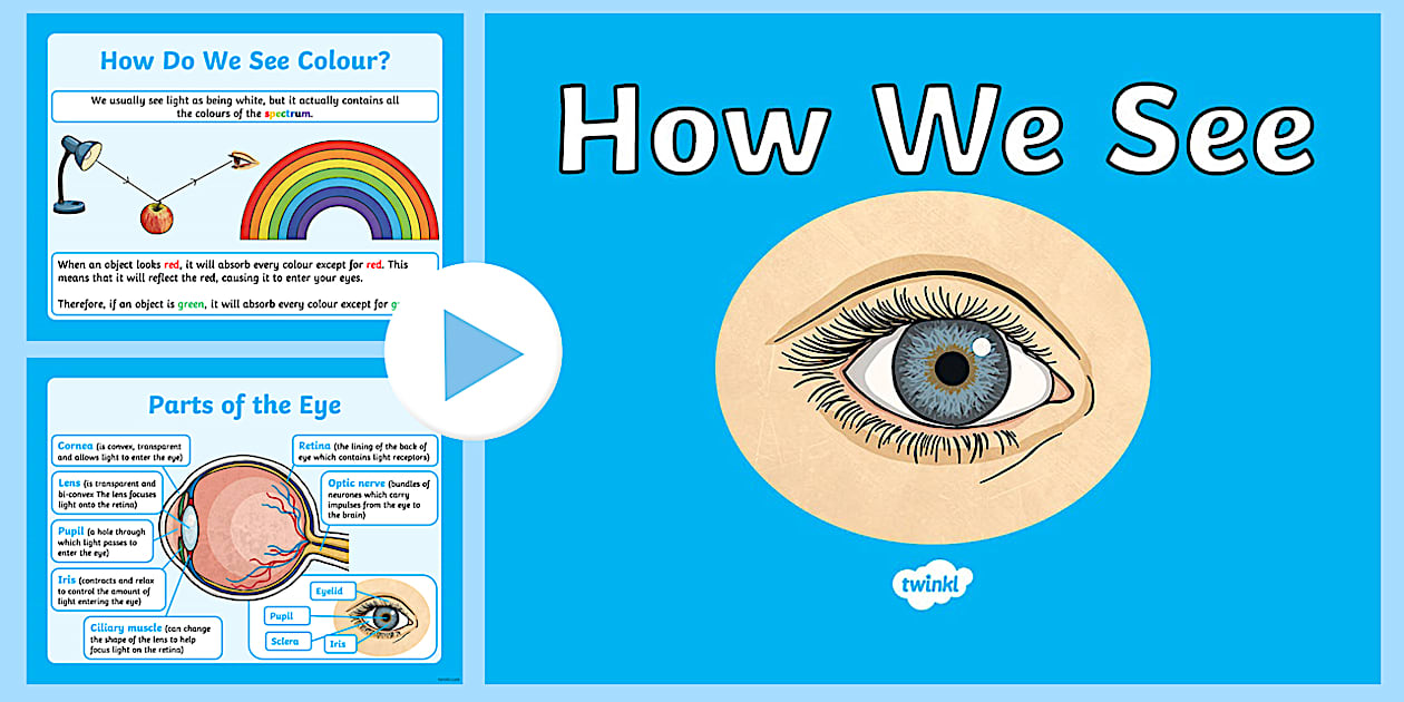 How We See PowerPoint | How Eyes Work KS2 (teacher made)