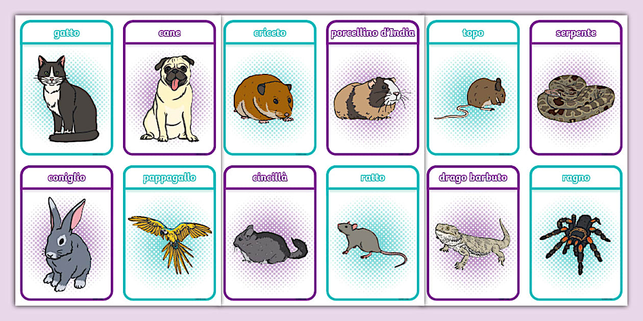 Flashcards: Animali domestici - Twinkl Materiale didattico