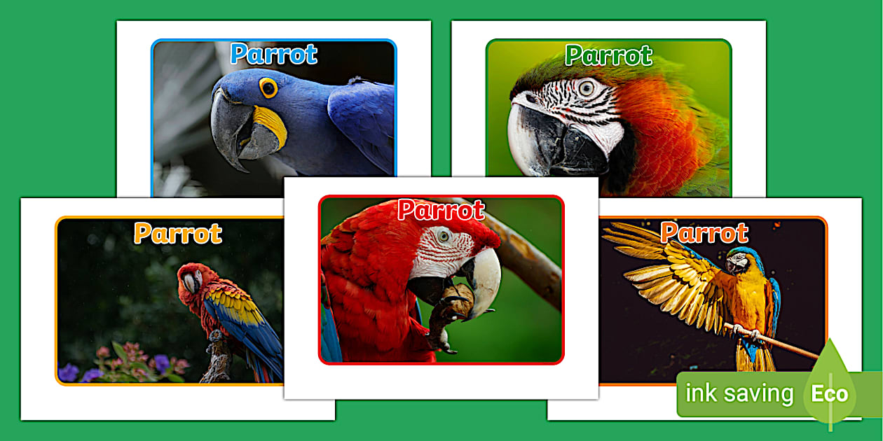 Parrot Photo Pack (Teacher-Made) - Twinkl