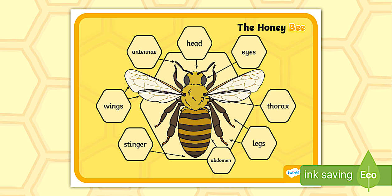 The Honey Bee Display Poster (teacher made) - Twinkl