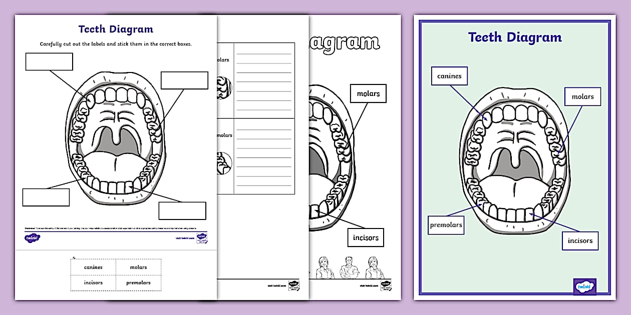 Teeth Diagram Activity Pack (teacher made) - Twinkl