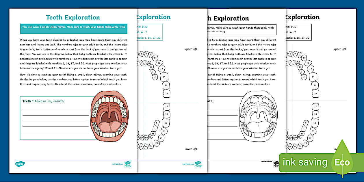 Teeth Exploration Worksheet for 3rd-5th Grade (Teacher-Made)