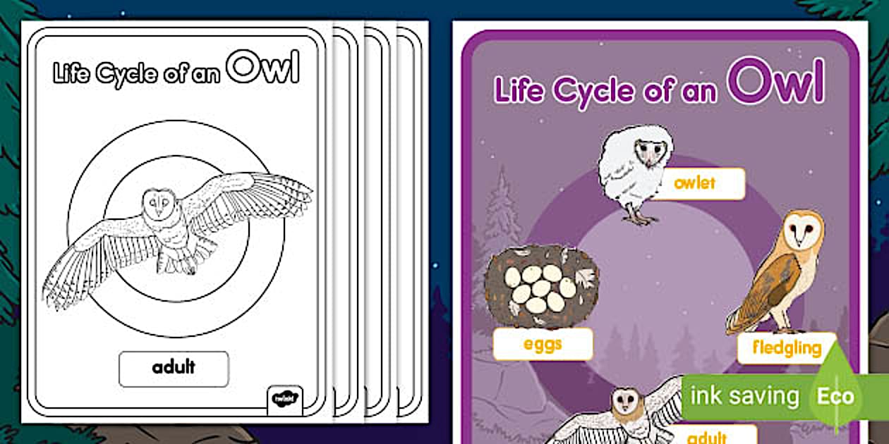 Colorful Owl Life Cycle Posters for Kids | Twinkl USA