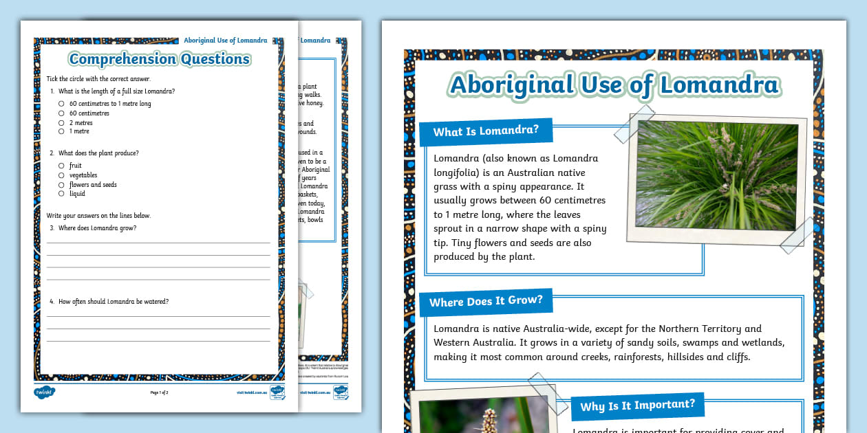 Aboriginal Use of Lomandra Worksheet (Teacher-Made) - Twinkl