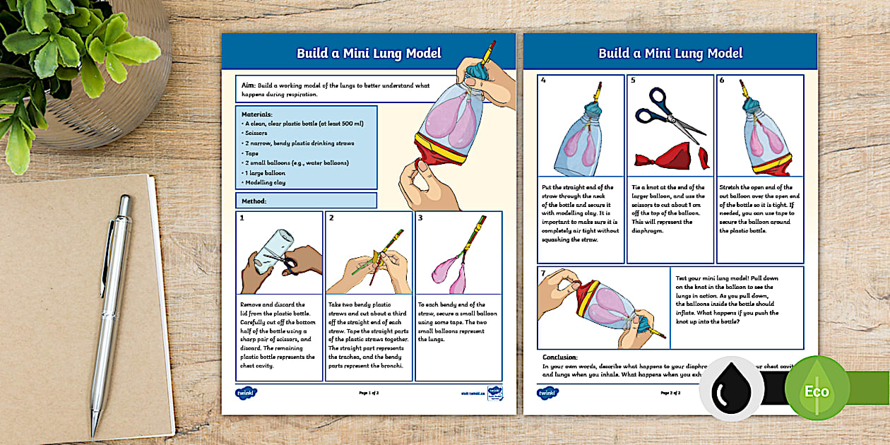 Human Body Experiment: Build a Mini Lung Model - Twinkl