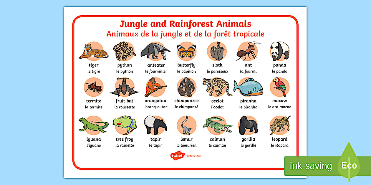 Word mat : Jungle and Rainforest animals