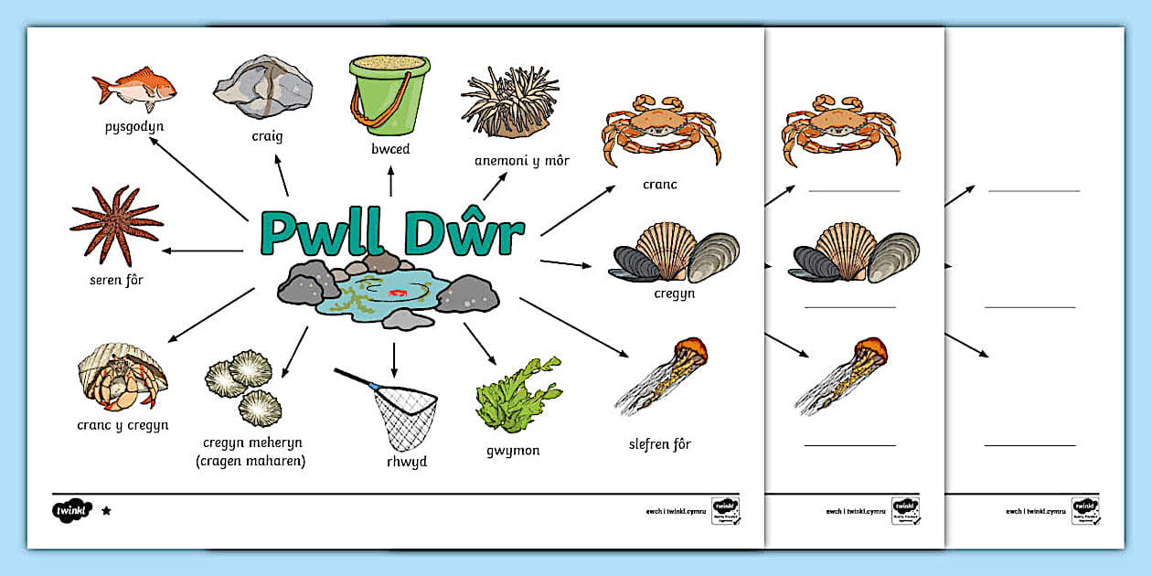 Geirfa Pwll Dŵr (teacher made) - Twinkl