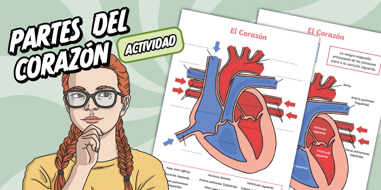 Actividad: corazón y sus partes - Twinkl Colombia