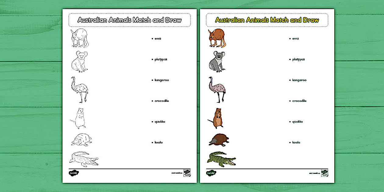 Australian Animals Match and Draw (teacher made) - Twinkl