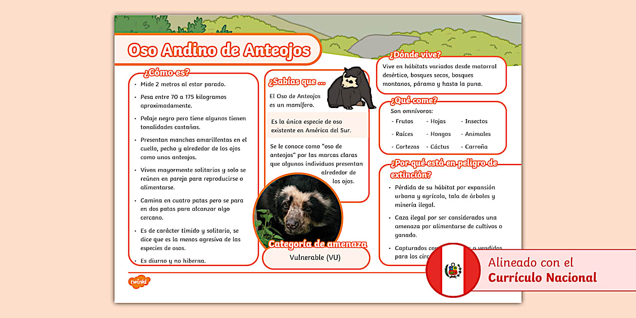 Texto informativo: Oso Andino de Anteojos - Twinkl