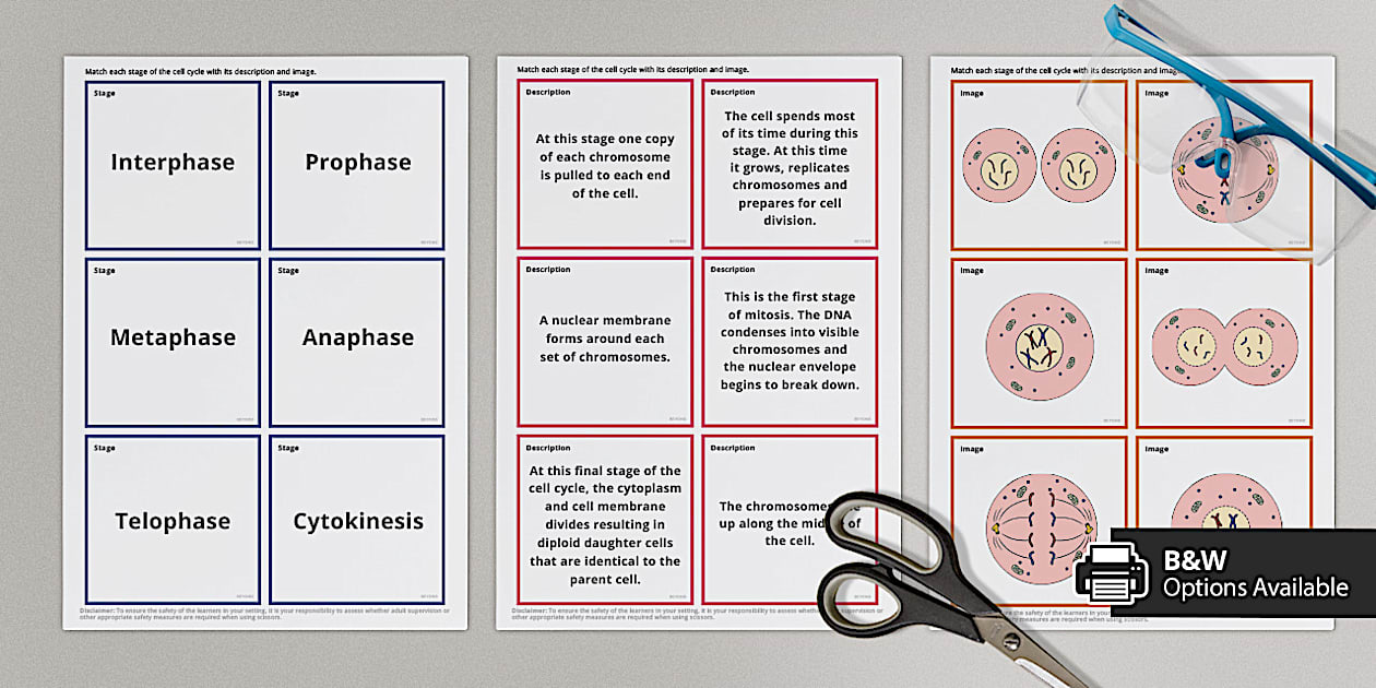Cell Cycle Matching Cards (teacher made) - Twinkl