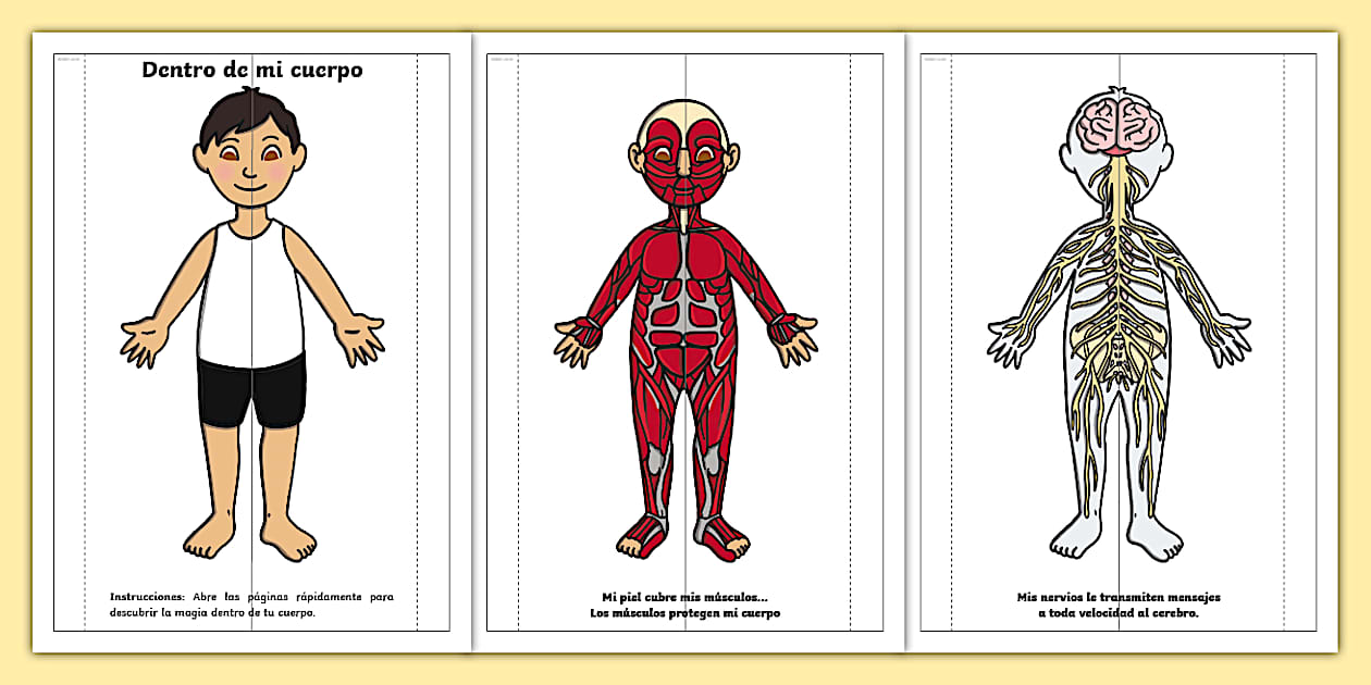 El cuerpo humano por capas para niños - Twinkl Colombia