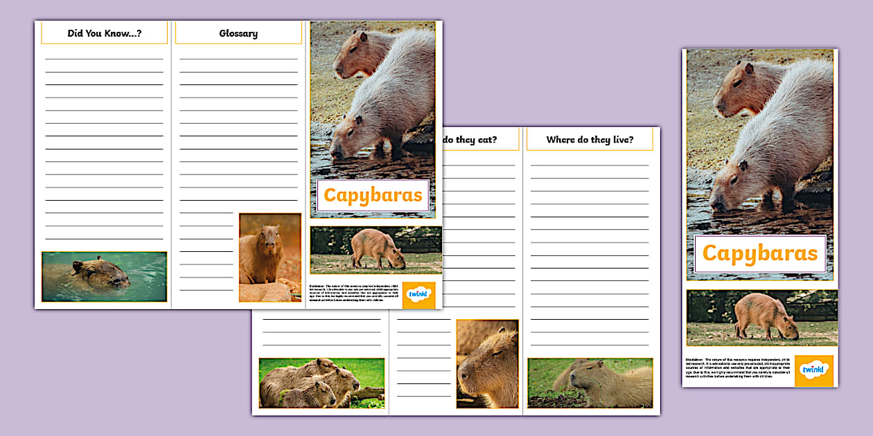 Capybara Leaflet Template (teacher made) - Twinkl