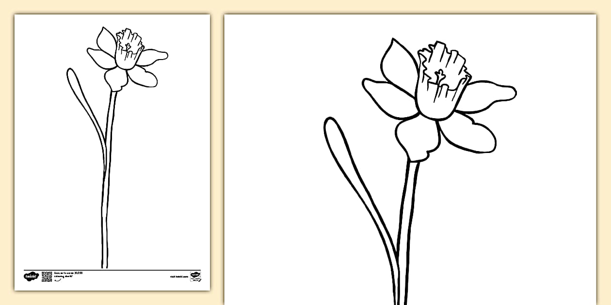 Daffodil Colouring Sheet - Teaching Resource (teacher made)