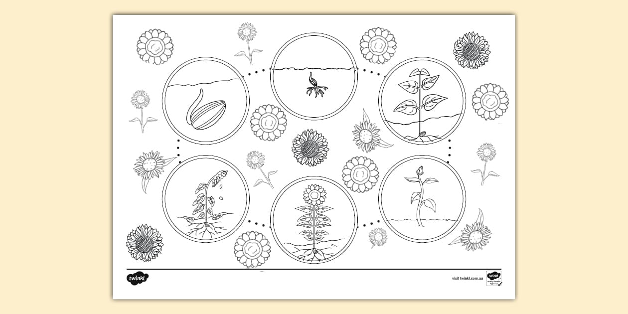 Sunflower Life Cycle Colouring Page (teacher made) - Twinkl