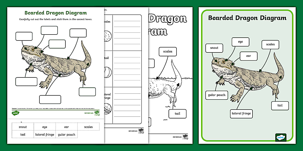 Bearded Dragon Diagram Pack (teacher made) - Twinkl