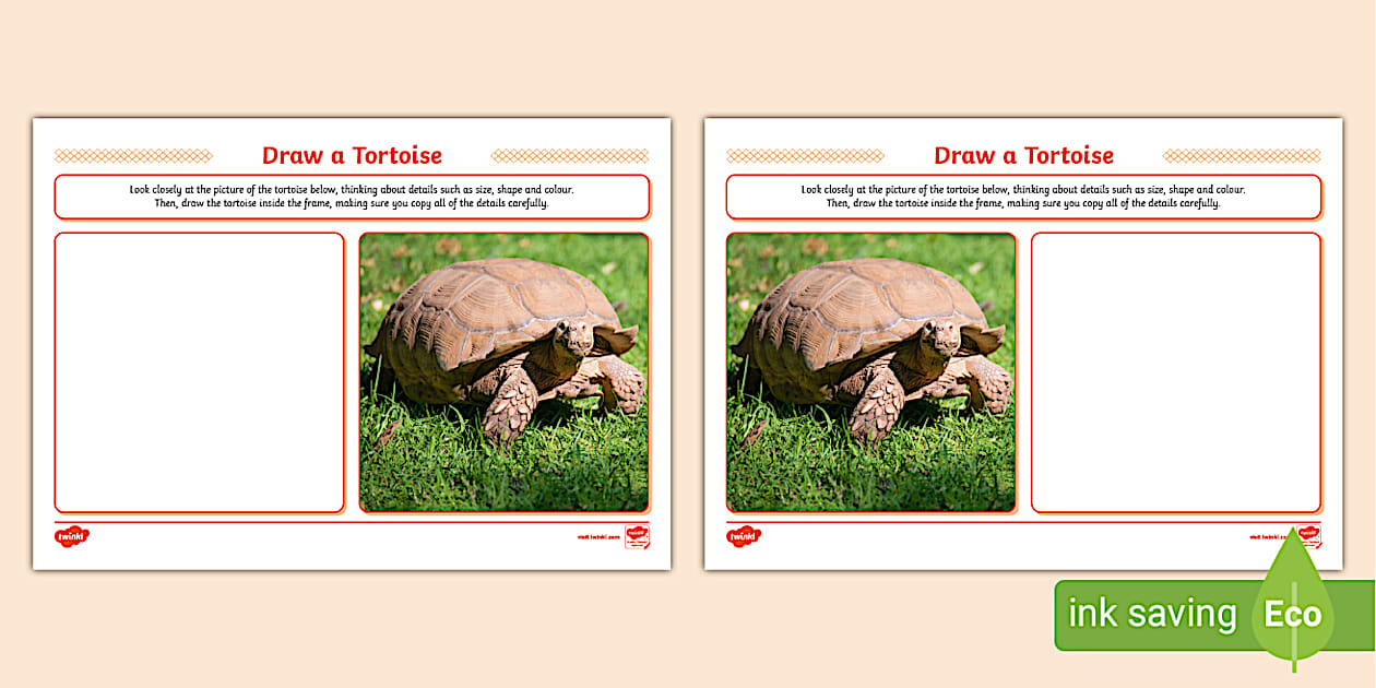 Tortoise Drawing Activity,tortoise (teacher made) - Twinkl