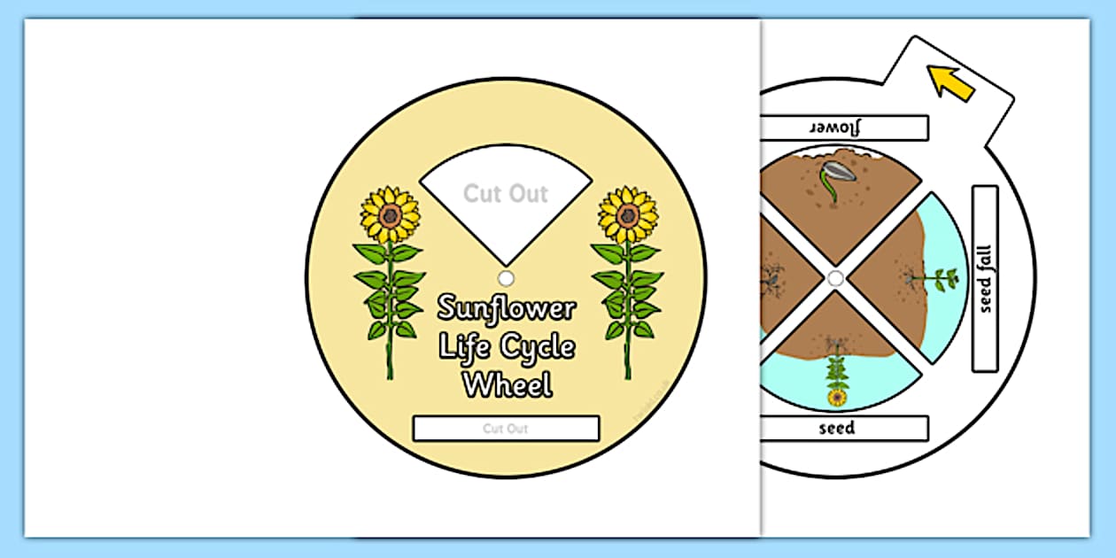 Editable Sunflower Life Cycle Spin Wheel - Twinkl