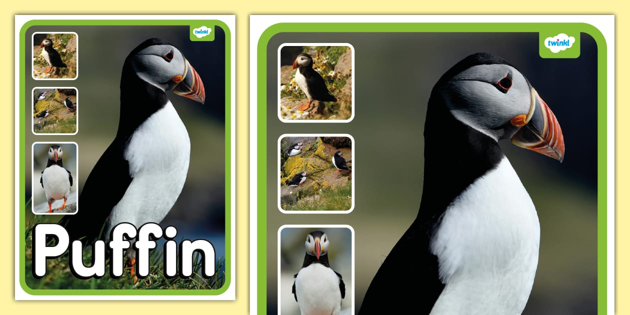 Puffin Photo Display Poster (teacher made) - Twinkl