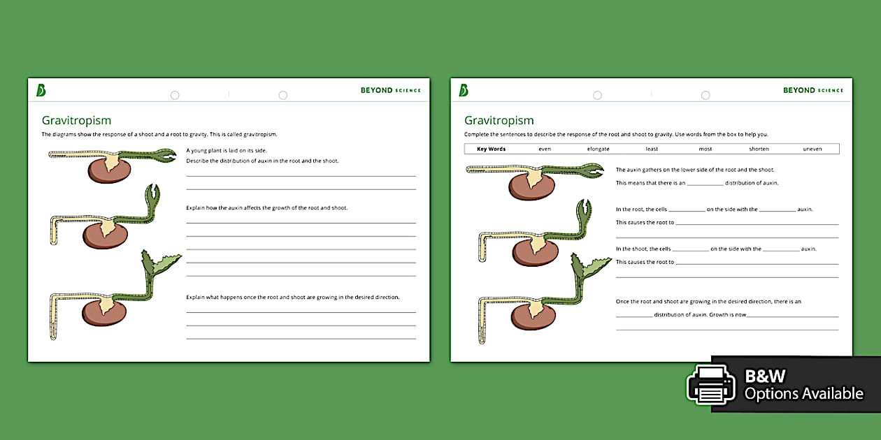 Gravitropism Worksheet | Biology | Beyond Secondary - Twinkl