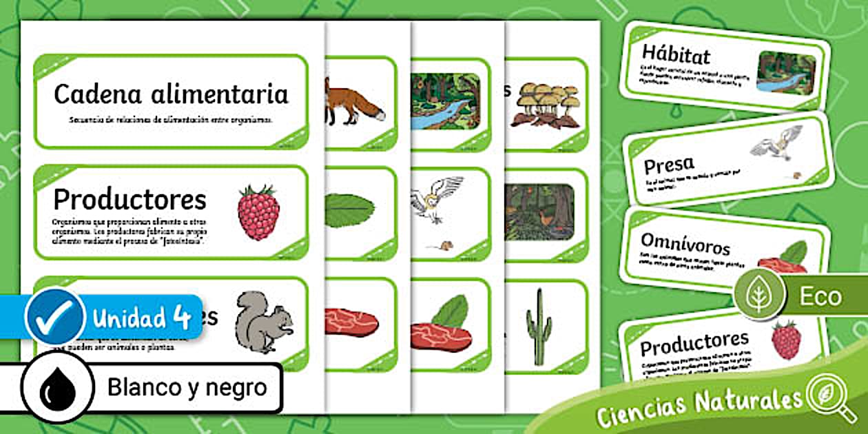 Tarjetas de Vocabulario Cadenas Alimentarias