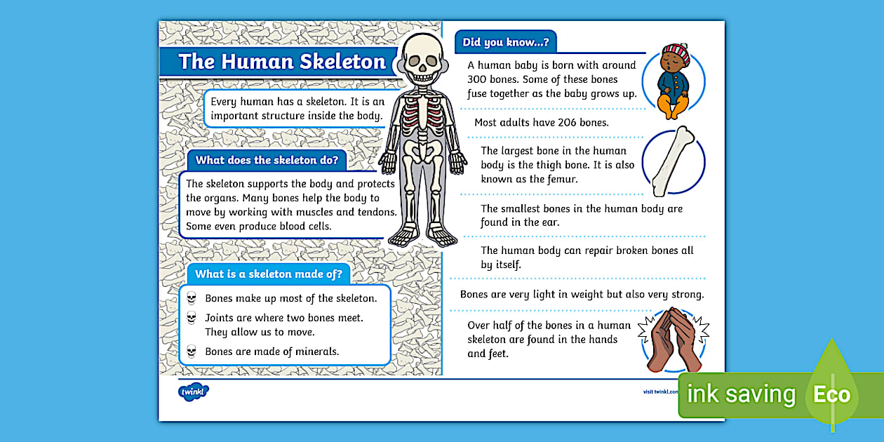 KS1 Human Skeleton Fact File (teacher made) - Twinkl