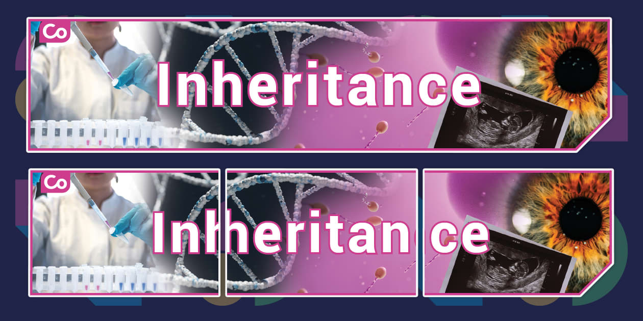 Inheritance: Display Banner (Teacher-Made) - Twinkl