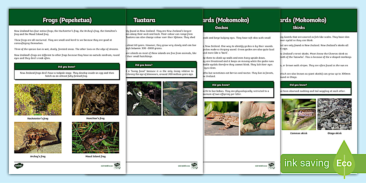 New Zealand Native Animals - Reptiles and Frogs Fact Files