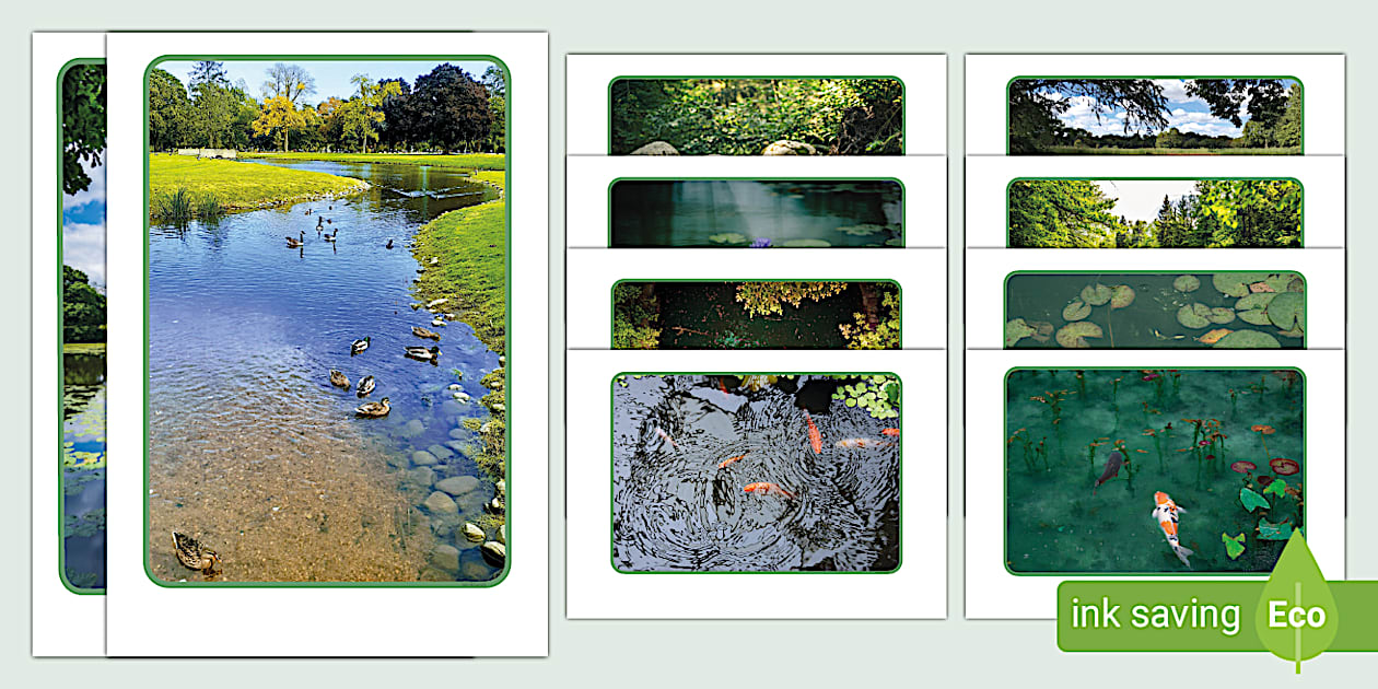 Pond Photo Pack (teacher made) - Twinkl
