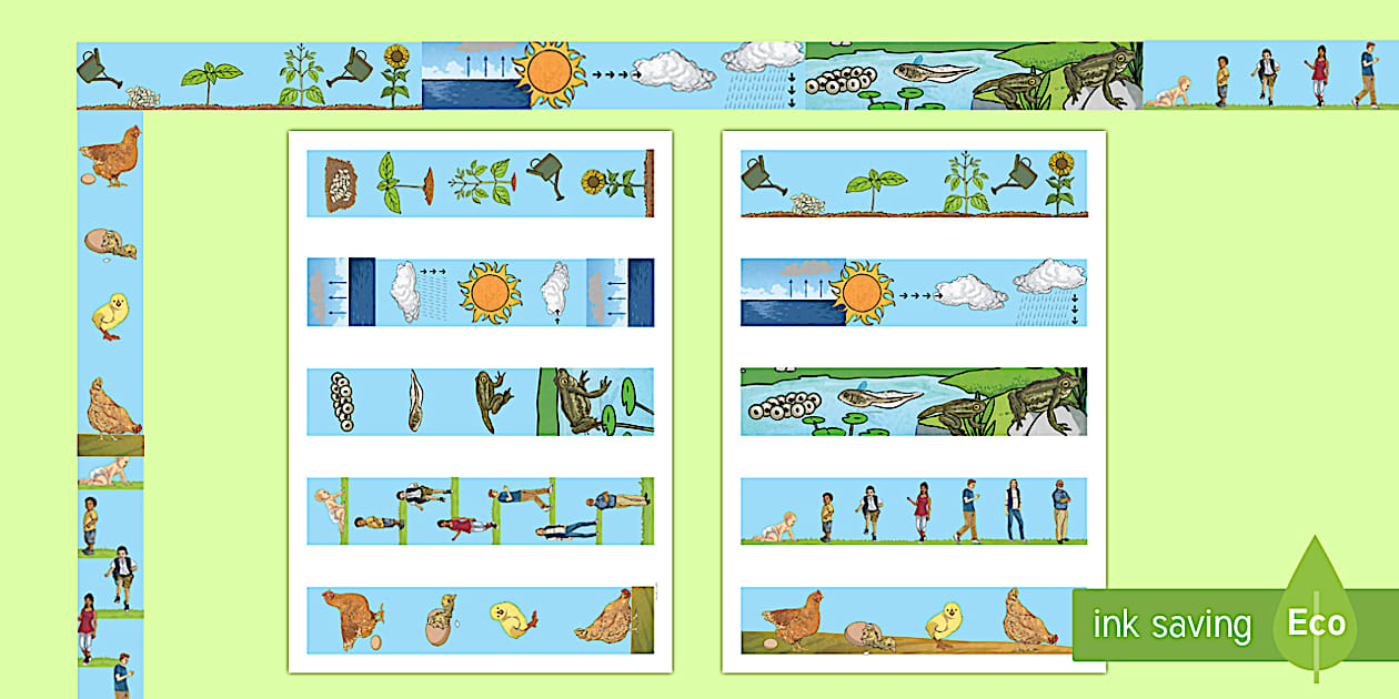 Life Cycles Display Borders – living things – Australia