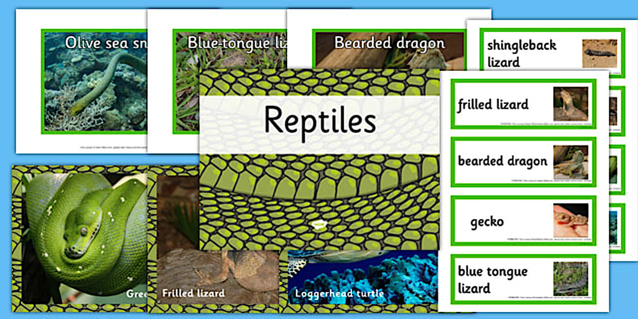 Australian Reptiles Pack | Ectothermic Animals | Twinkl