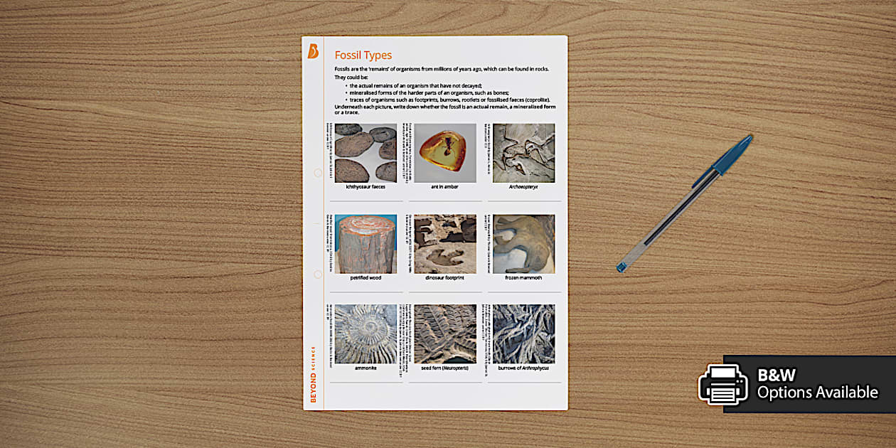 Types of Fossils Worksheet | GCSE Biology | Beyond Secondary