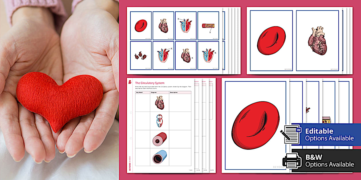 The Circulatory System Resource Pack | Science | Beyond