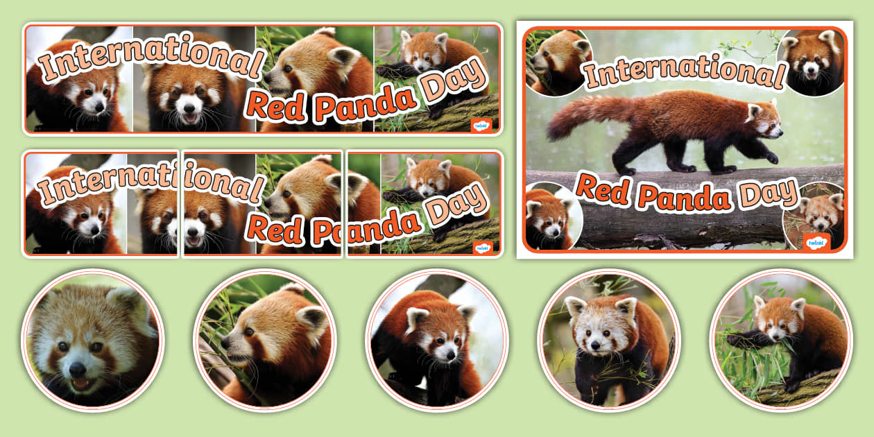 International Red Panda Day Display Pack - Twinkl - KS1