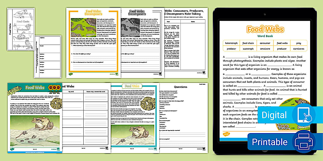 Food Webs and Food Chains Worksheet | Resource | Twinkl USA