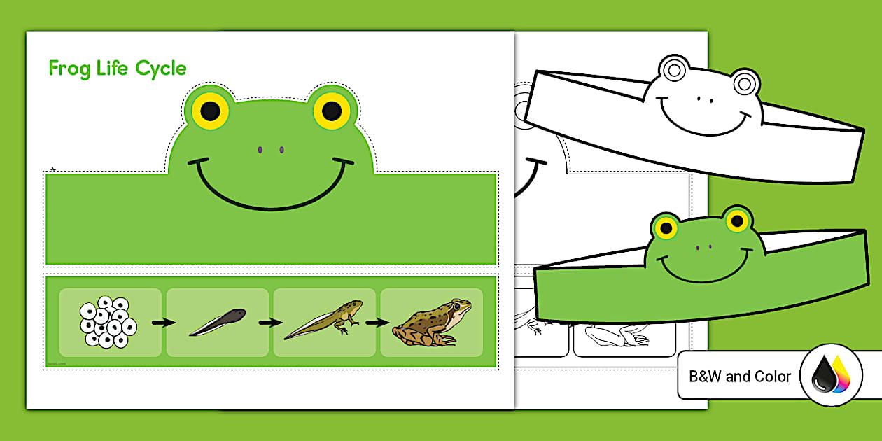 Frog Life Cycle Headbands (teacher made) - Twinkl
