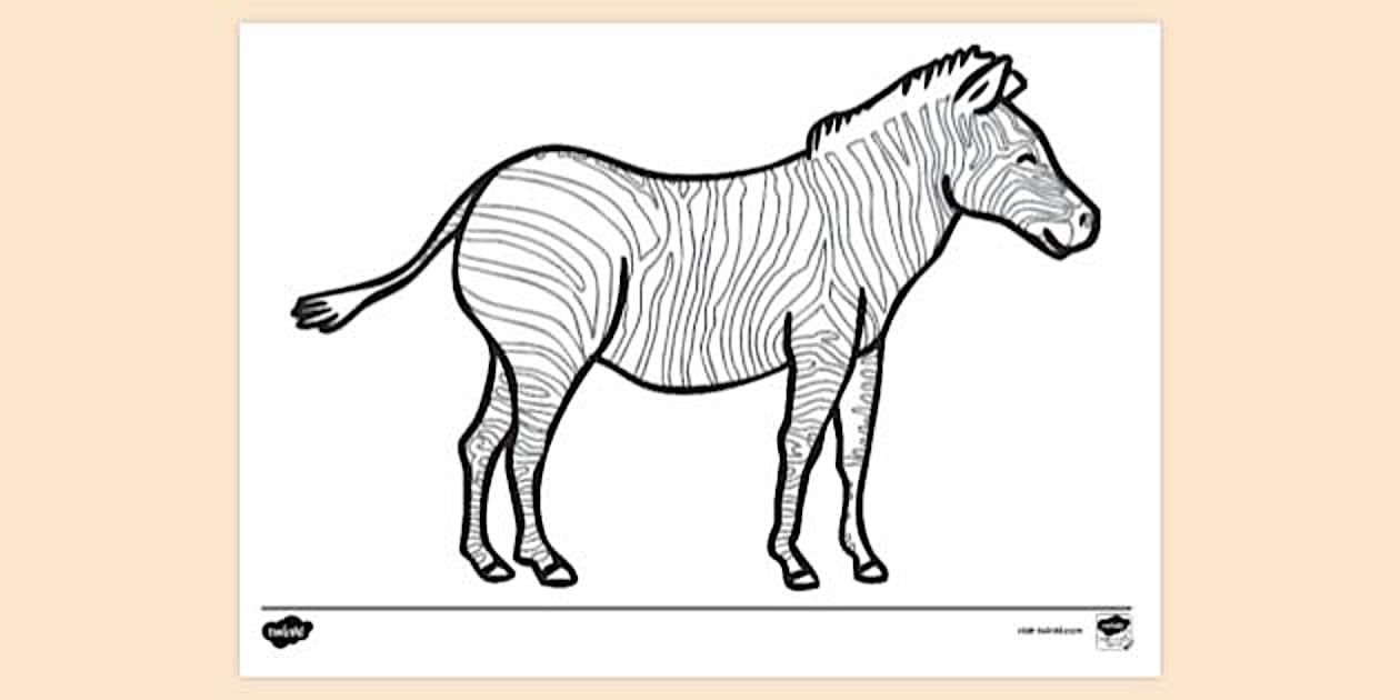 Zebra Colouring Pack (teacher made) - Twinkl