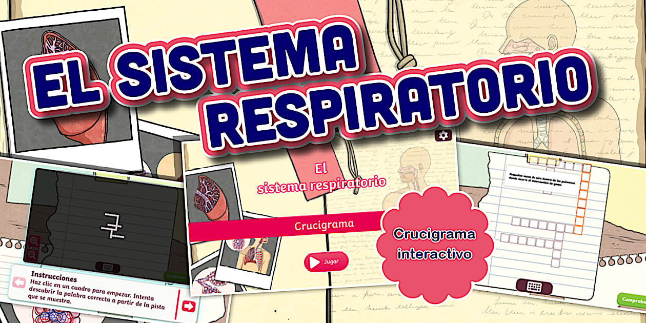 Crucigrama interactivo: El sistema respiratorio
