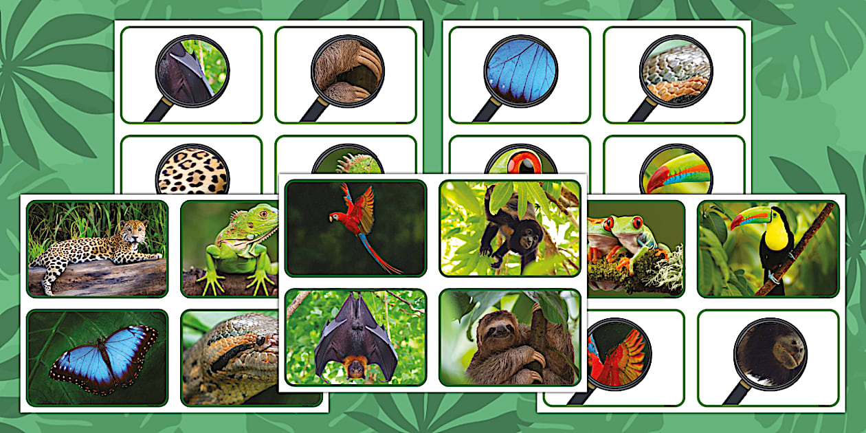 Rainforest Animal Close-Up Matching Cards | Twinkl - Twinkl