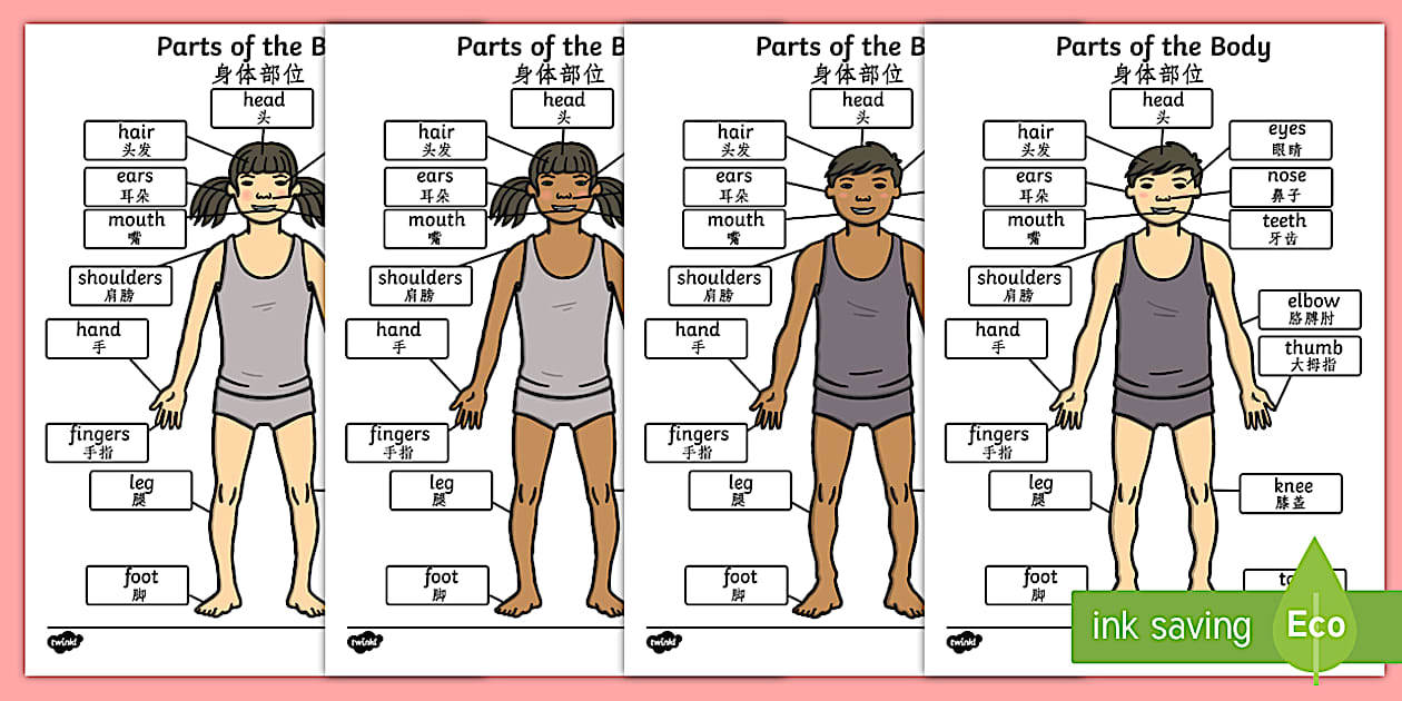 Parts of the Body A4 Display Posters English/Mandarin Chinese