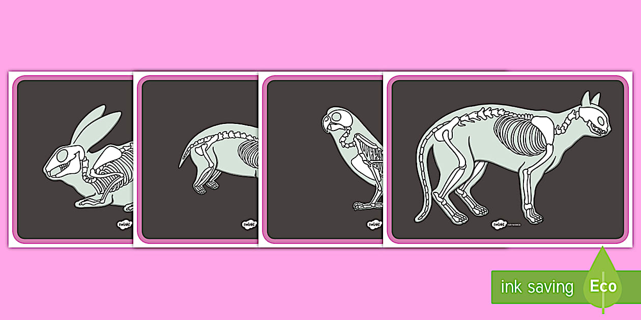 The Vets Aistear X-Ray Role-Play Posters (teacher made)