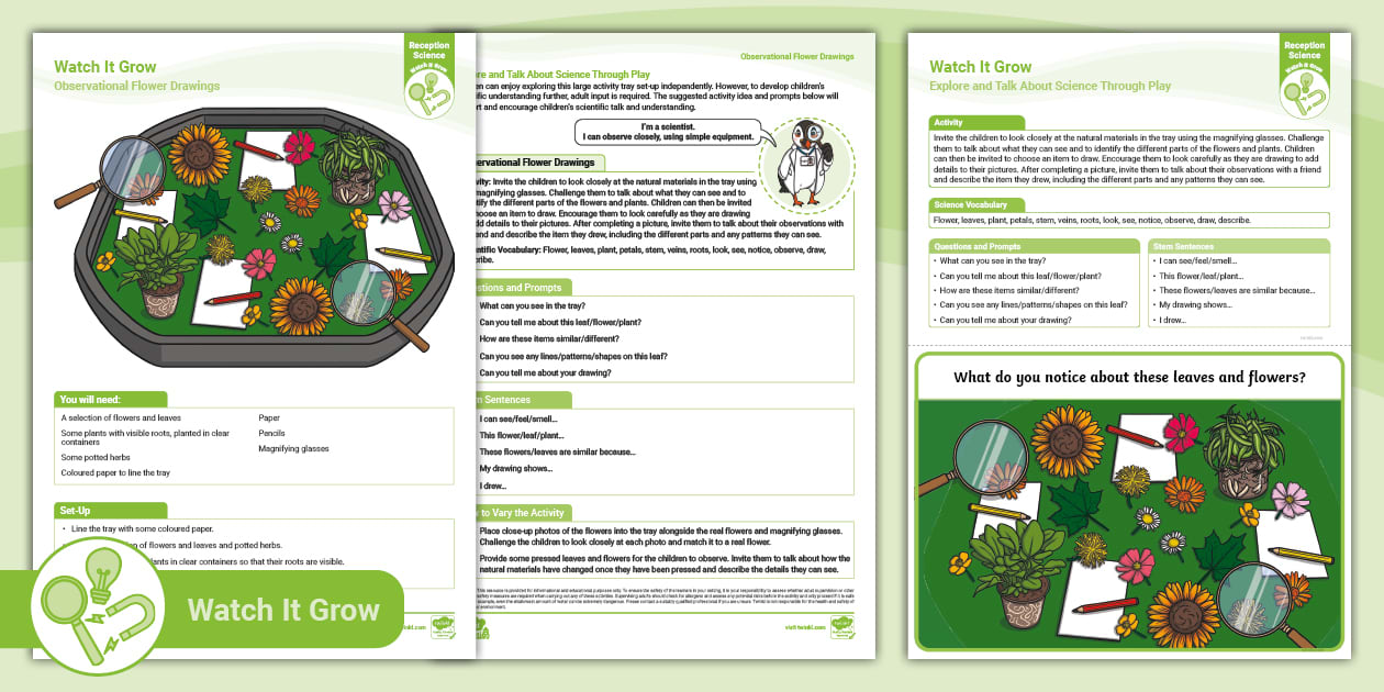 EYFS Science Watch It Grow Observational Flower Drawings