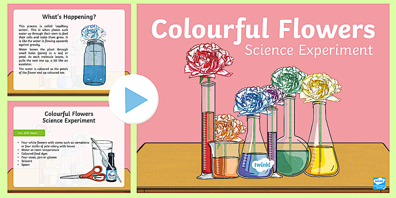 Colourful Flowers Science Experiment PowerPoint - Twinkl