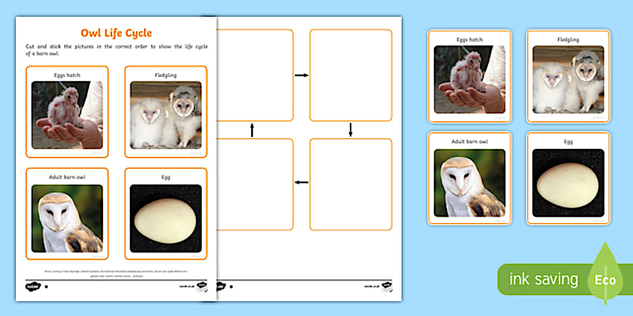 Editable Barn Owl Life Cycle Differentiated Worksheet Pack