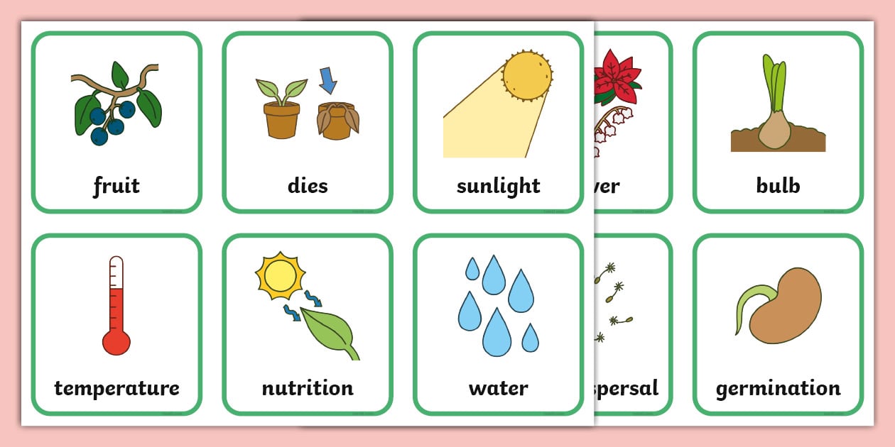 Twinkl Symbols: PlanIt Science: Plants Year 2: Flashcards