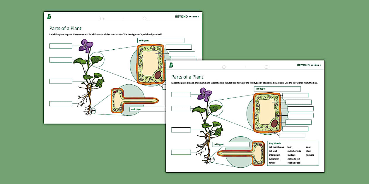 Parts of a Plant Labelling Worksheet | Beyond Science