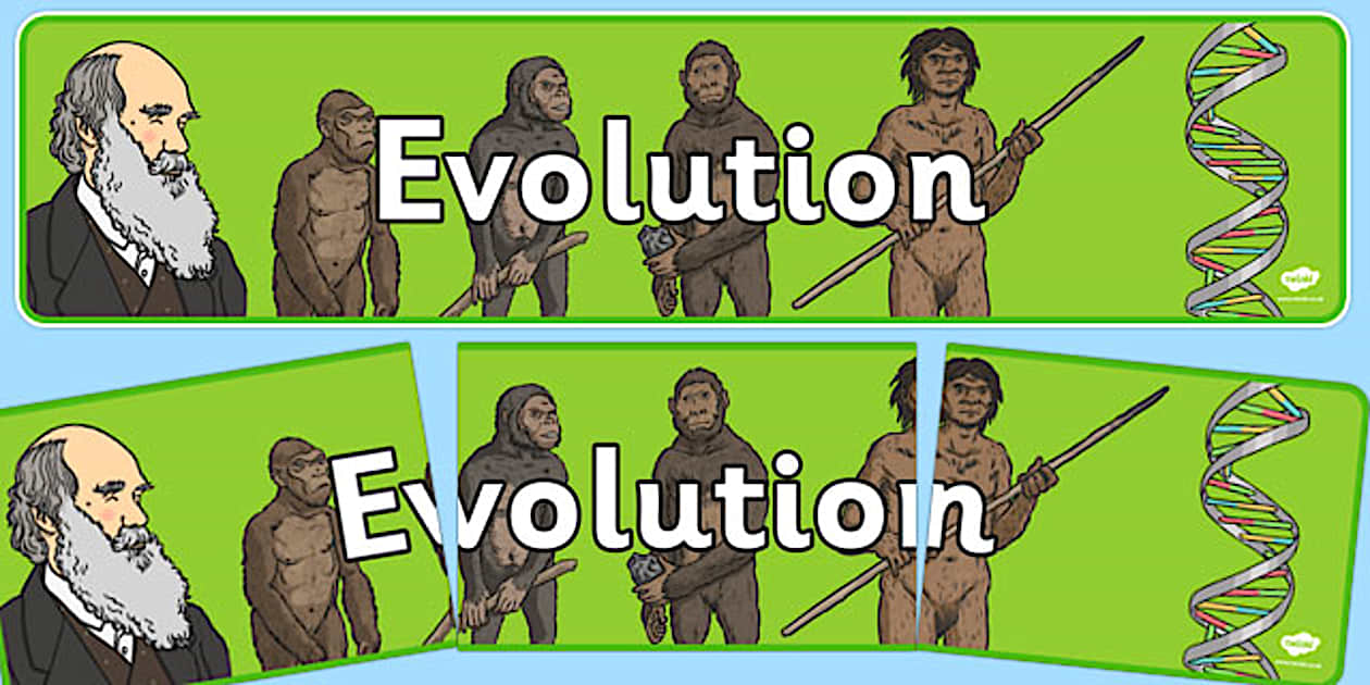 Evolution Display Banner NZ (teacher made) - Twinkl