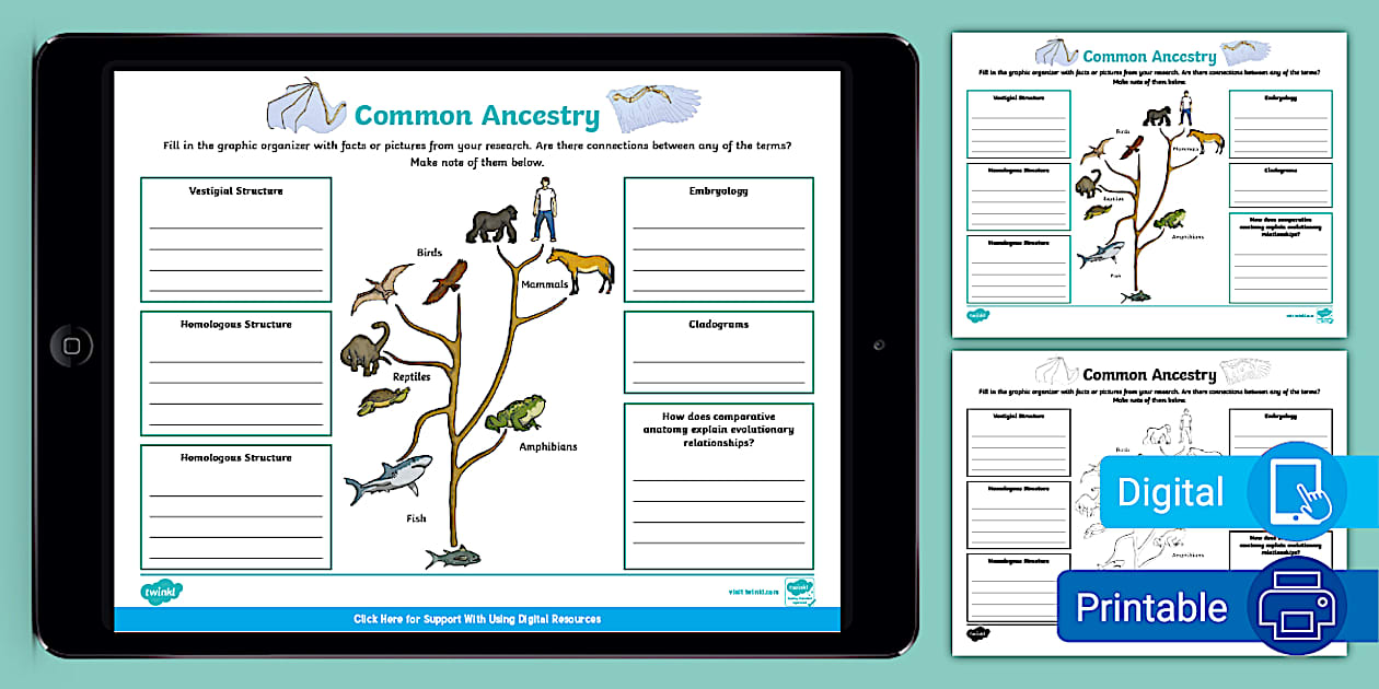 Eighth Grade Common Ancestry Graphic Organizer - Twinkl
