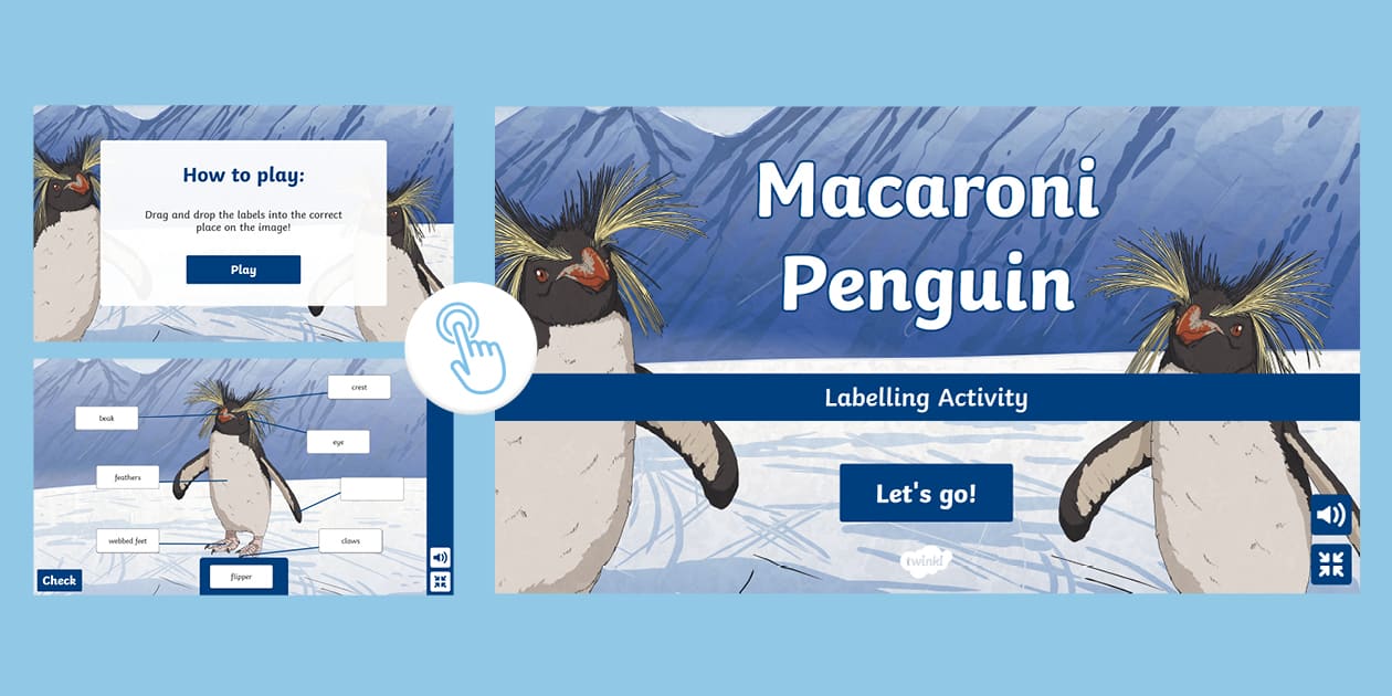 Macaroni Penguin Interactive Labelling Activity - Twinkl
